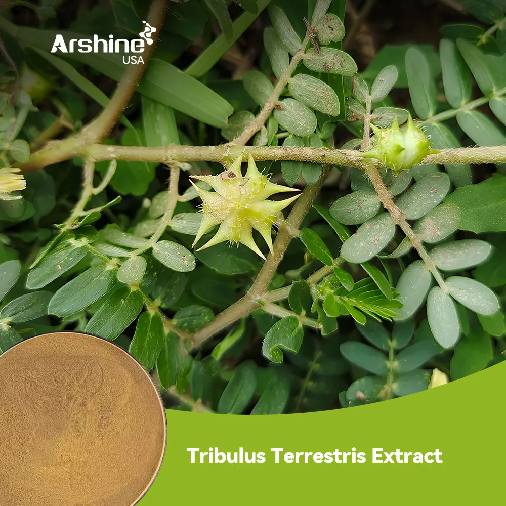Tribulus Terrestris Extract,Tribulus Terrestris Extract Powder,Tribulus ...